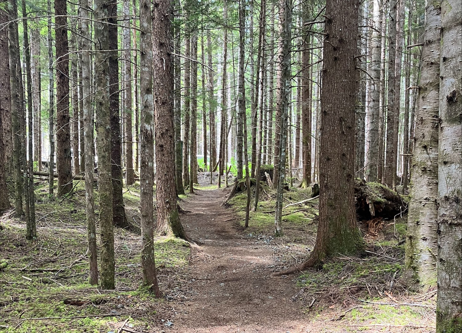 Sayward Futures Society – Our Future, our community